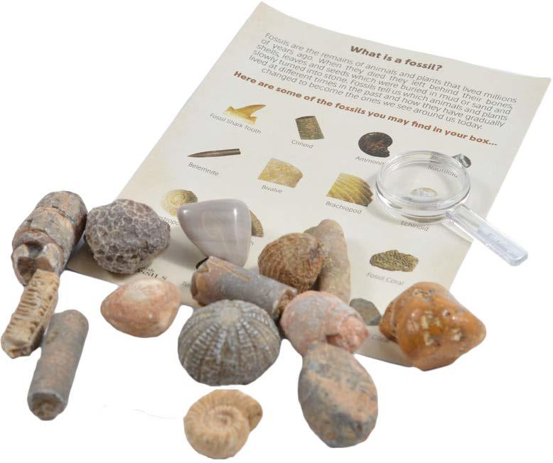 Fossil Collection Kit| Dreampiece Educational Store