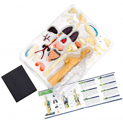 Thames & Kosmos - Human Body Anatomy Model Kit (37 pieces)| Dreampiece ...