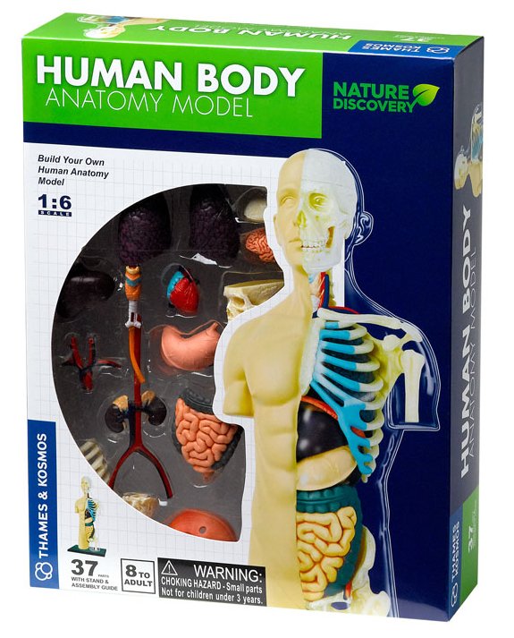 Thames & Kosmos - Human Body Anatomy Model Kit (37 pieces)| Dreampiece ...