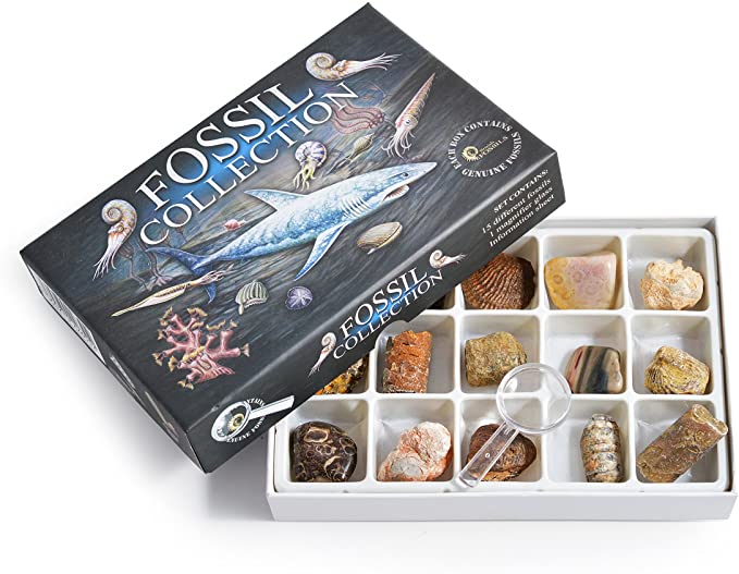 Fossil Collection Kit| Dreampiece Educational Store